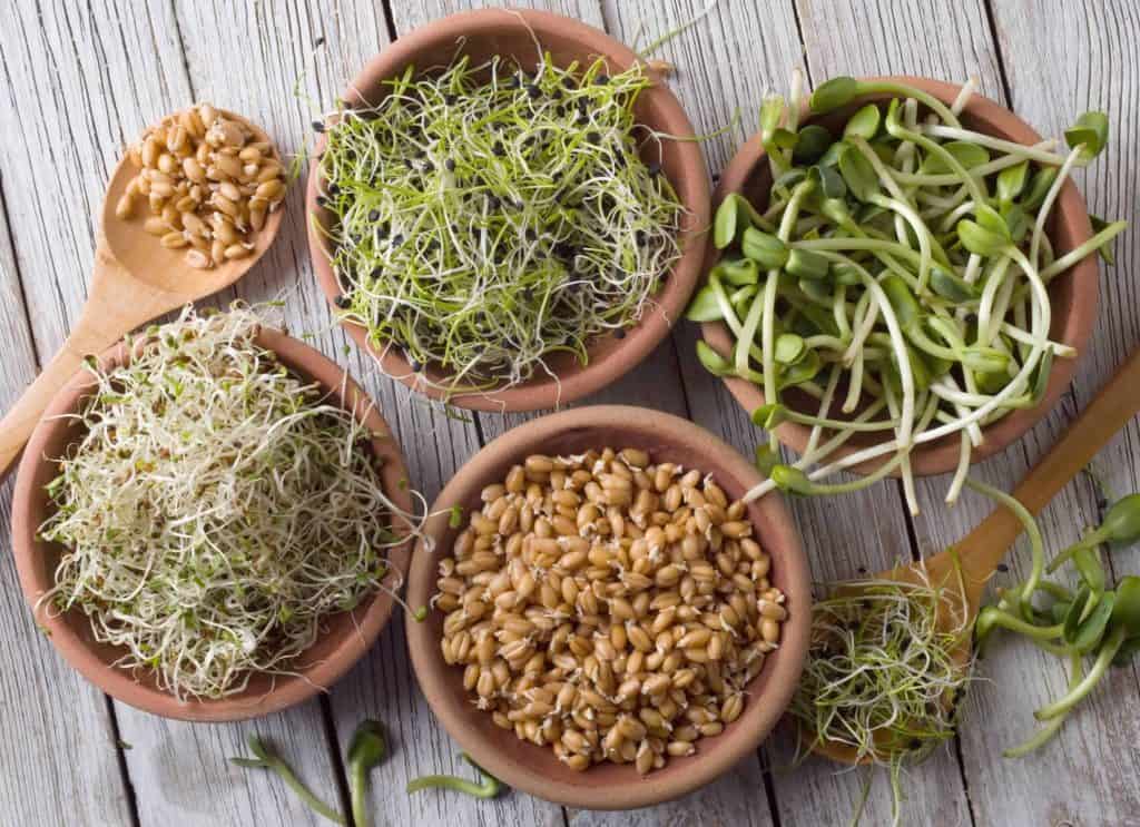 Miracle of Germination and seed sprouting I The LifeCo